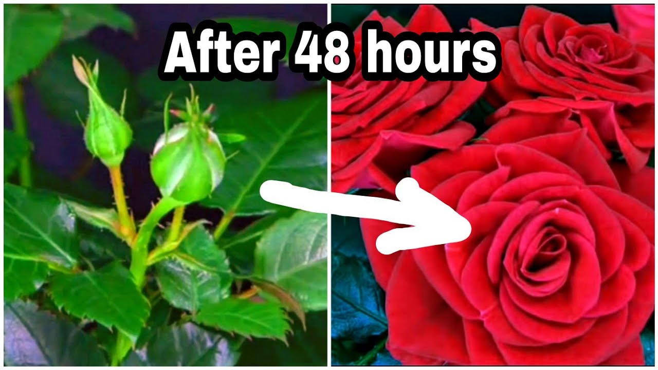How Rose blooms || By Green Planet group || help to spread greenery in ...