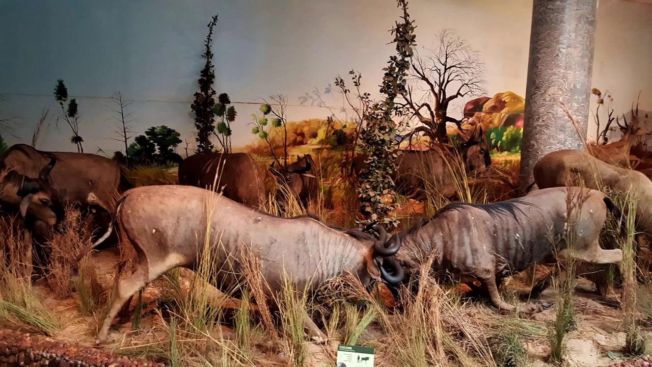 Museu de História Natural de Maputo, Moçambique - YouTube