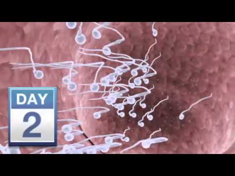 Medical Animation: Birth Control - YouTube