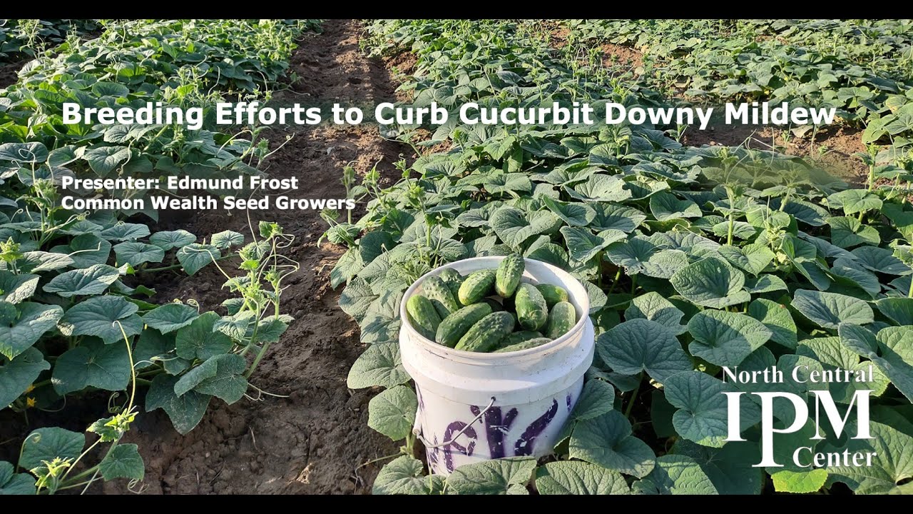 Breeding Efforts to Curb Cucurbit Downy Mildew - Frost - YouTube