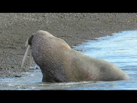 Walrus moving up in the water