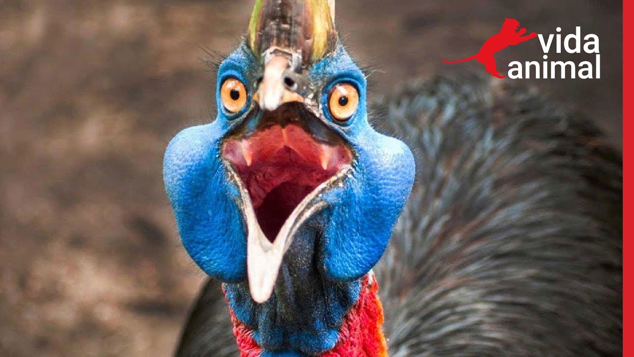 CASUAR, A AVE MAIS PERIGOSA DO MUNDO ? - VIDA ANIMAL - YouTube