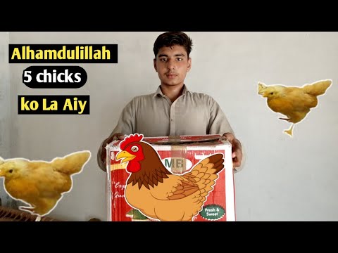 Alhamduillah ️ 5 chicks 🐔🐤 ko la Aiy - YouTube