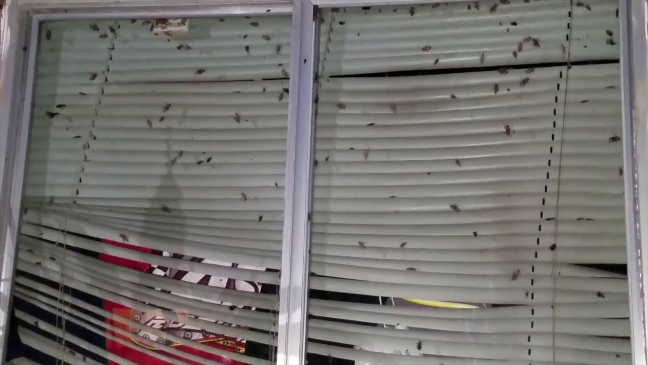 Abandoned house infested with cockroaches is spreading to nearby homes ...
