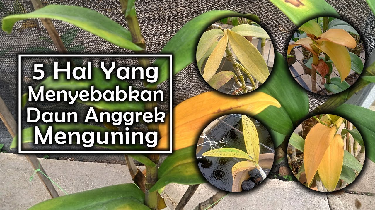 5 Hal Yang Menyebabkan Daun Anggrek Menguning - YouTube