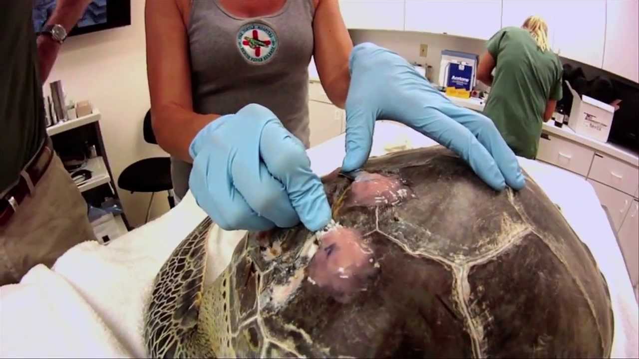 Florida Keys Dentist Mends Sea Turtle's Shell - YouTube