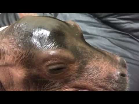 Baby hippo Fiona makes grunting sounds