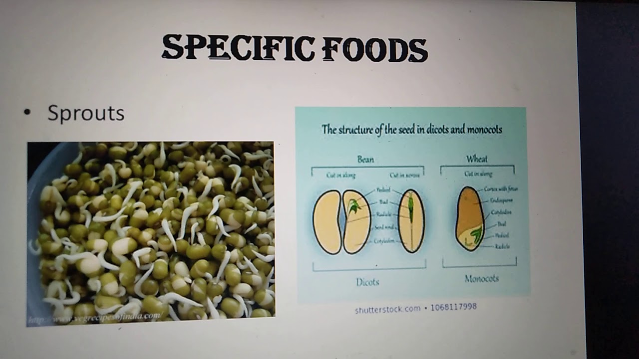 Grade 6 NCERT_LN 1_Part 4 Specific foods - YouTube