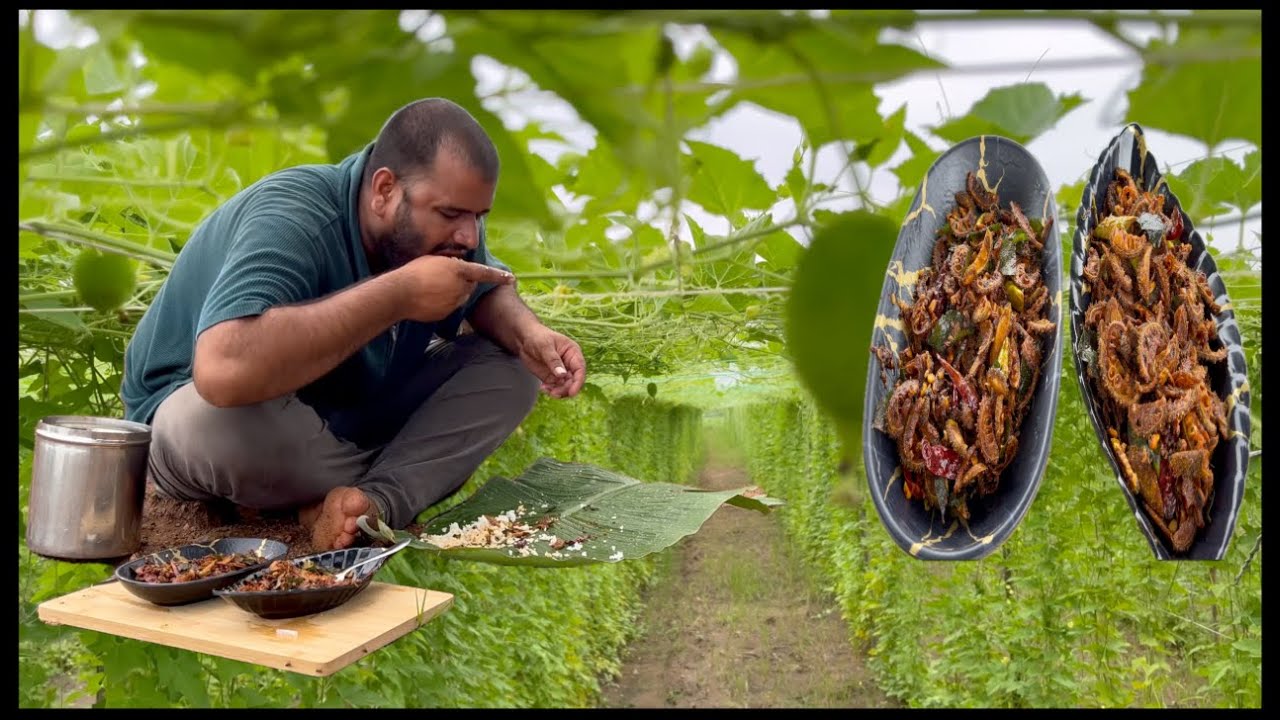 PICKED, COOKED & EATEN: Spiny Gourd Straight From My Farm - YouTube