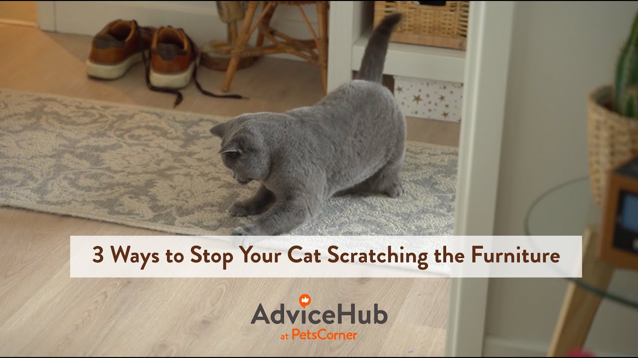 Destructive Cat? 3 Ways to Stop Your Cat Scratching the Furniture - YouTube