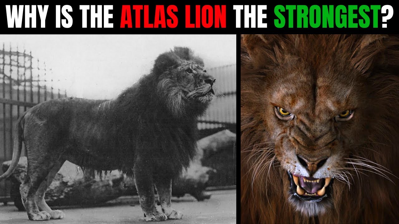 Atlas Lion - WHY IS THE BARBARY LION THE STRONGEST LION? - YouTube
