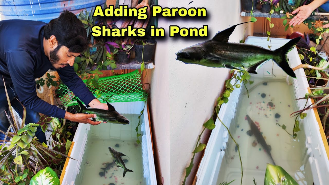 Adding Big Sharks in Alligator gar Pond , Huge big Sharks Fish - YouTube