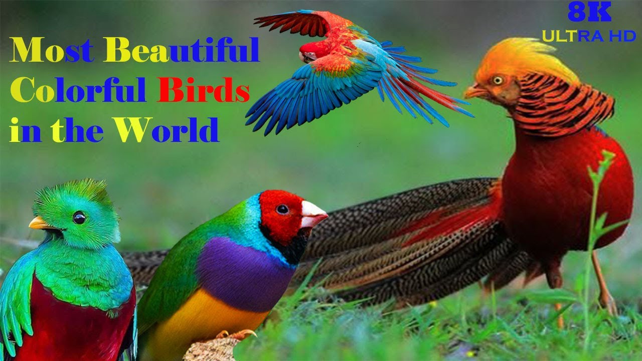 The Most Beautiful & Colorful BIRDS in the World 8K ULTRA HD - Relaxing ...