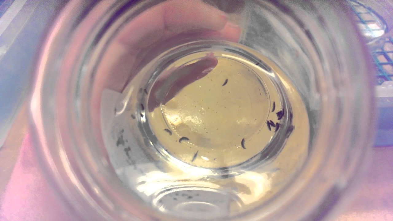 Gammarus setosus Swimming Around - YouTube