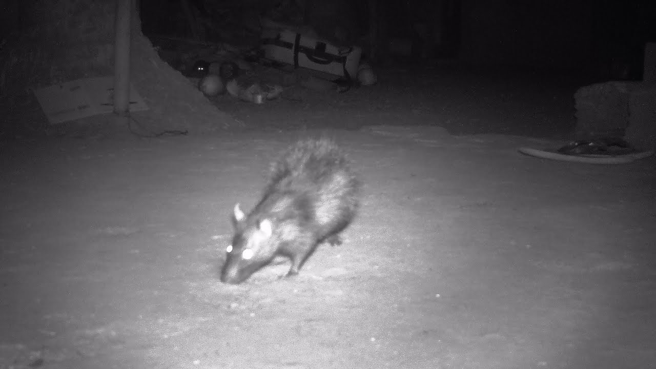 Rat show | Rats are nocturnal creatures - YouTube