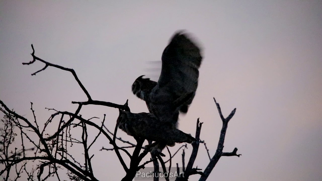 Great horned owls mating compilation - YouTube