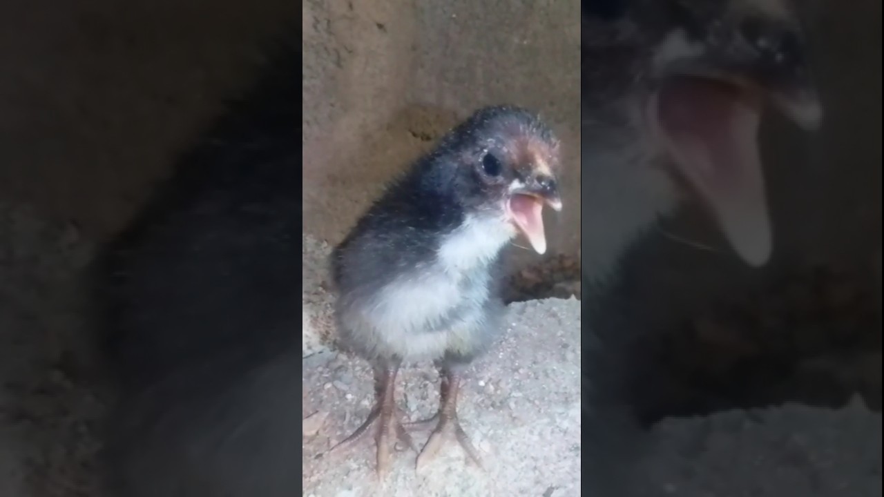 Voice of Black Chick - Sound of Black baby chick - Chicks chirping ...
