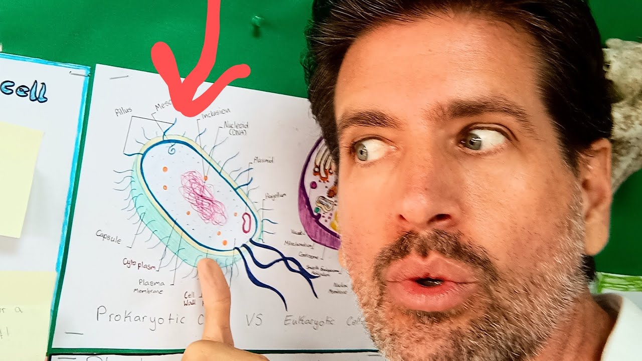 IB DP Biology exam hack! Antibiotic resistance, Natural selection ...