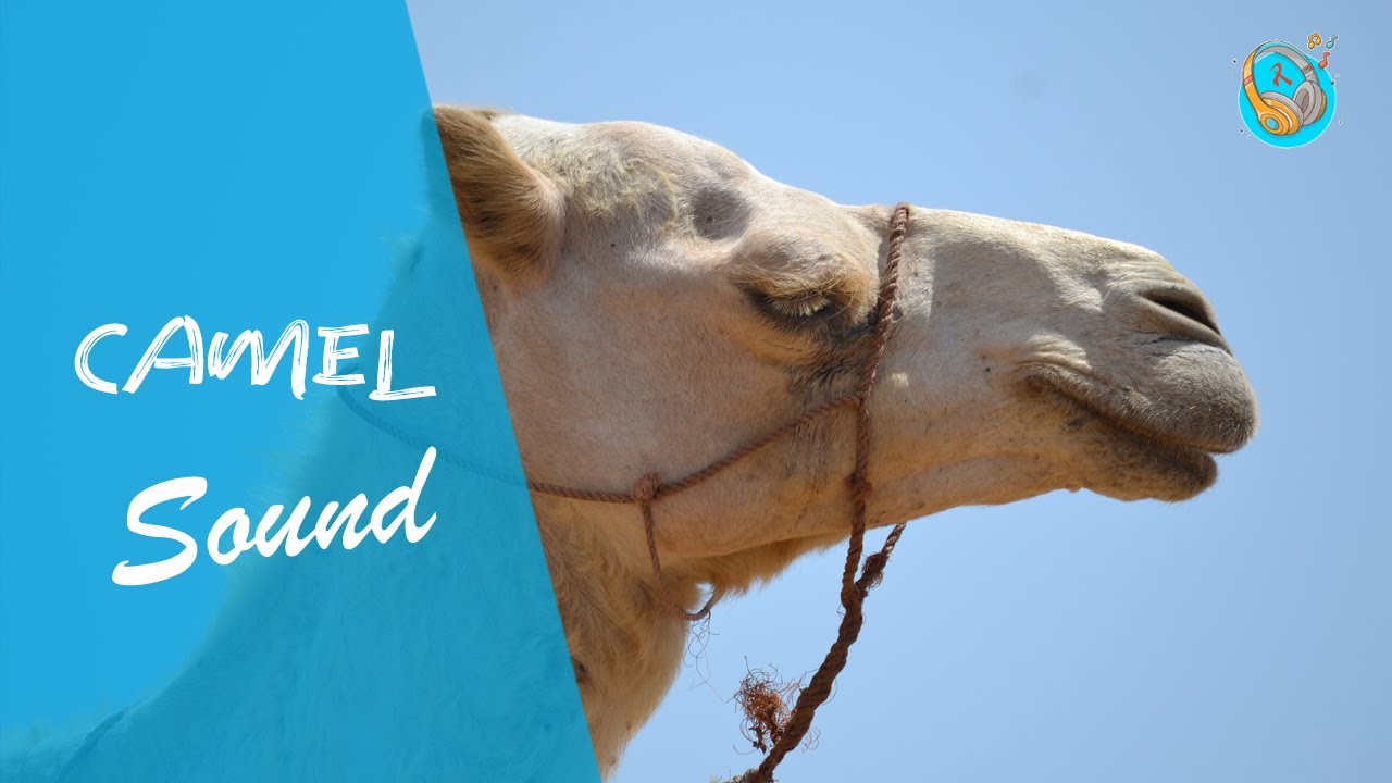 Camel sound (Sound effect copyright free) - YouTube