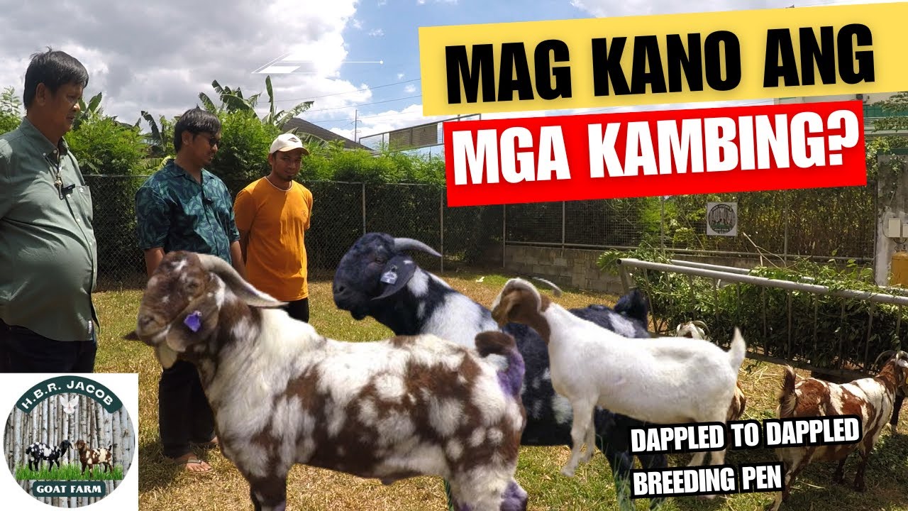 PRESYO NG KAMBING SA HBR GOAT JACOB'S GOAT FARM MAGKANO NGA BA?BAUAN ...