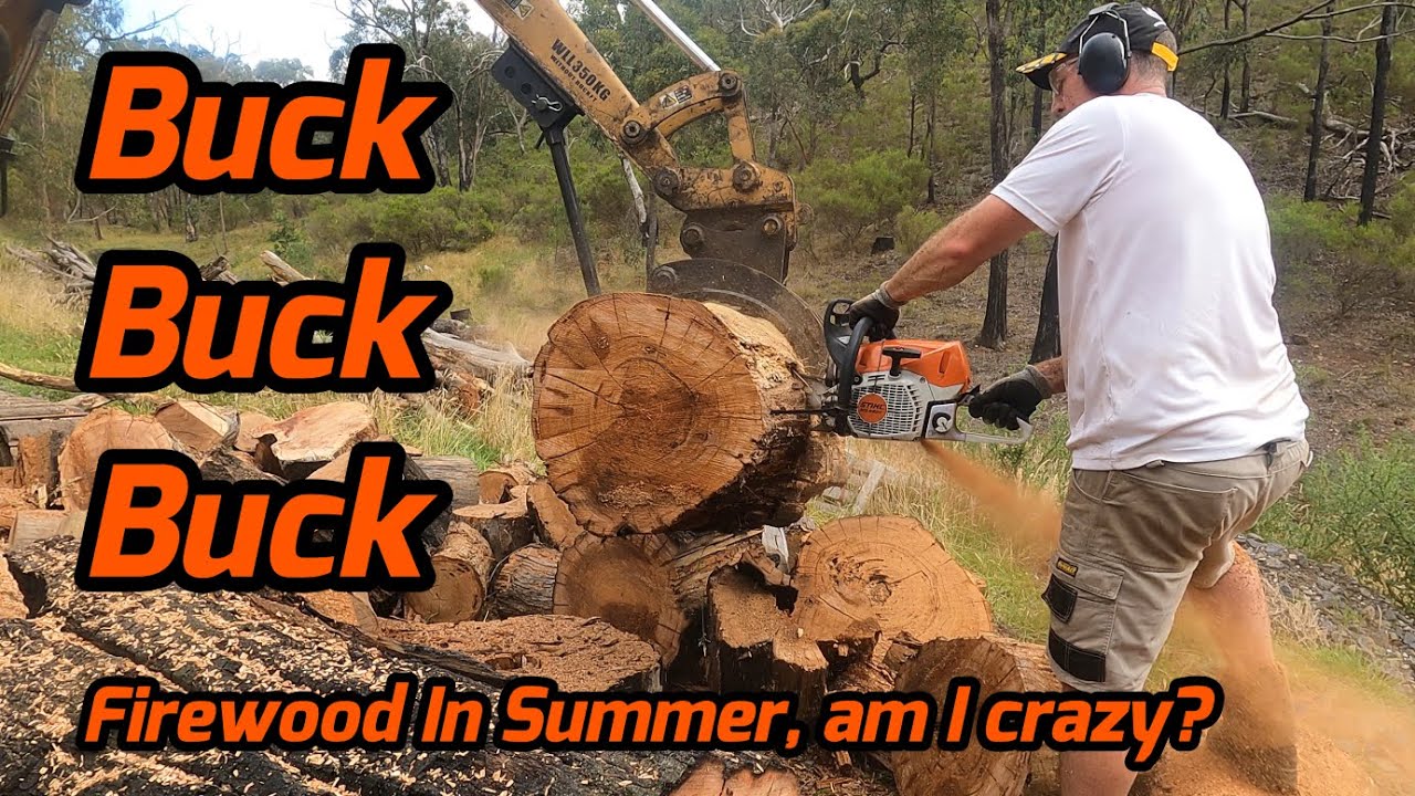 Buck Buck Buck - In the Summer Heat - 2024 #01 - YouTube