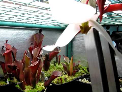 Harvesting Heliamphora pollen.avi - YouTube