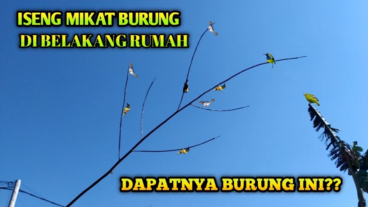 Mikat Burung Yang Lagi Naik Daun || Dapat Banyak Di Kebun Belakang ...