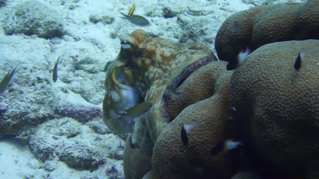 2018 Octopus in Bonaire - YouTube