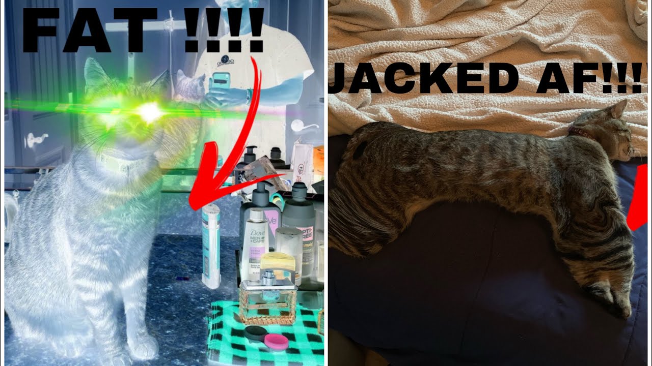 HOW I GOT MY OBESE CAT JACKED WITHIN 2 HOURS - YouTube