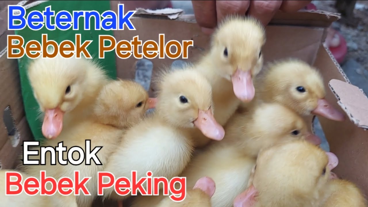 Ternak Bebek Peking, Entok dan Bebek Petelor skala rumahan. - YouTube