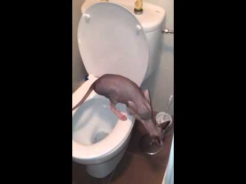 Lisa Sphynx haciendo pipi