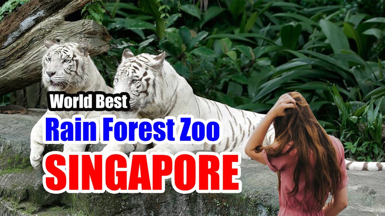 Explore Singapore : Singapore Rain Forest Zoo - See Our Paradise - YouTube