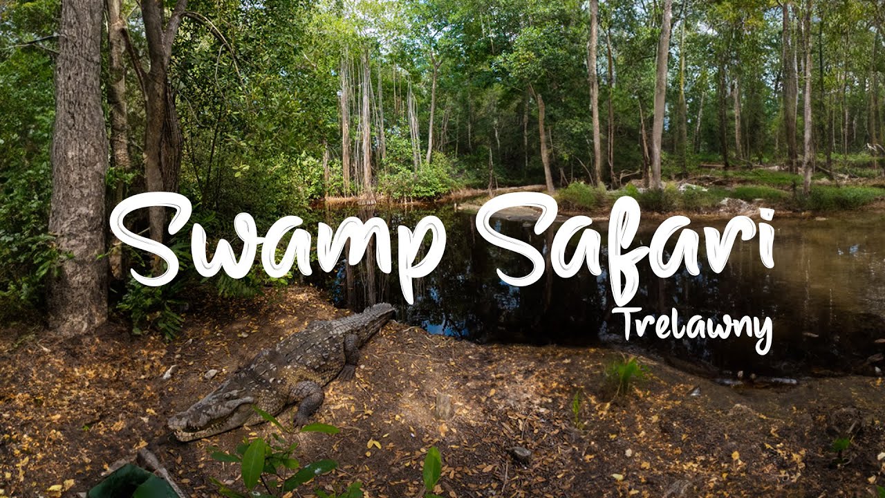 Swamp Safari Village Trelawny Where DF - YouTube