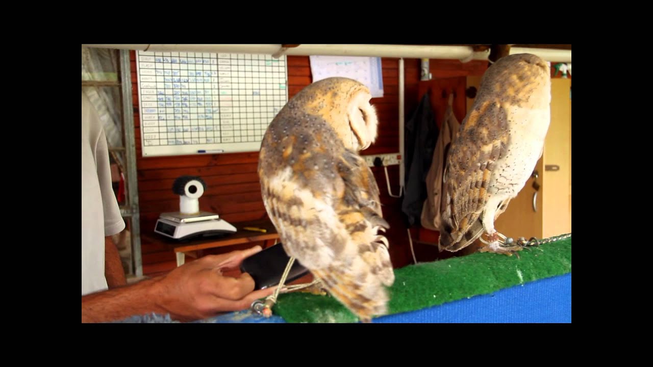 Dancing Owls - YouTube