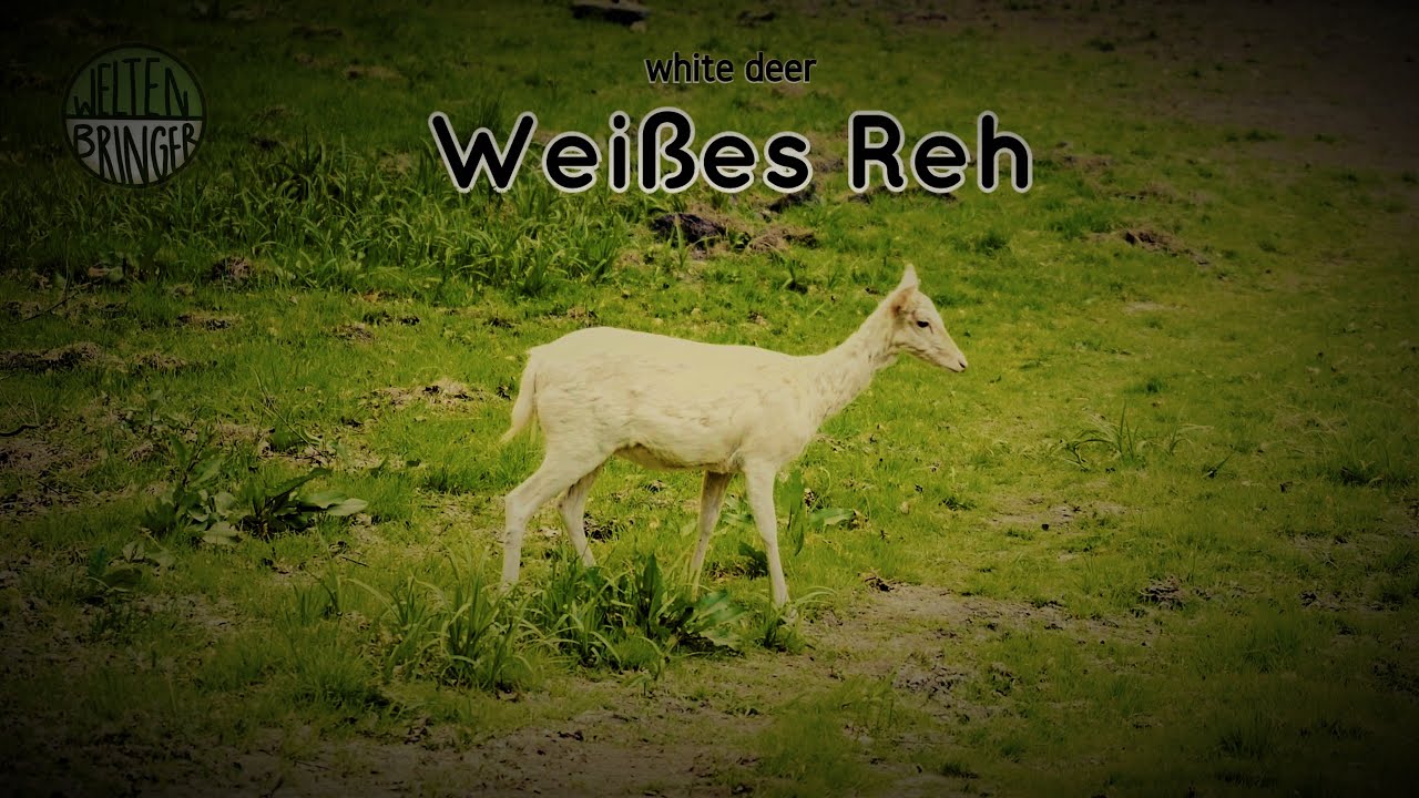 Echt selten! Ein weißes Reh #Albino# ║Natur ganz nah! - YouTube