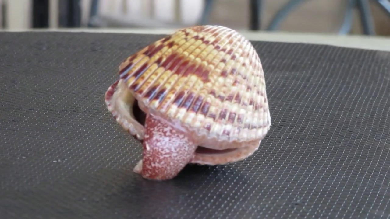 How a Cockle Shell Moves - YouTube