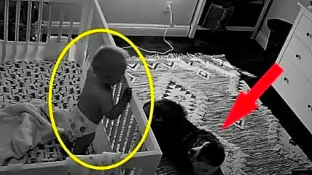 Dog Won t Stop Licking Paws Gut Tells Dad To Watch Baby Monitor YouTube dog-won-t-stop-licking-paws-gut-tells-dad-to-watch-baby-monitor-youtube