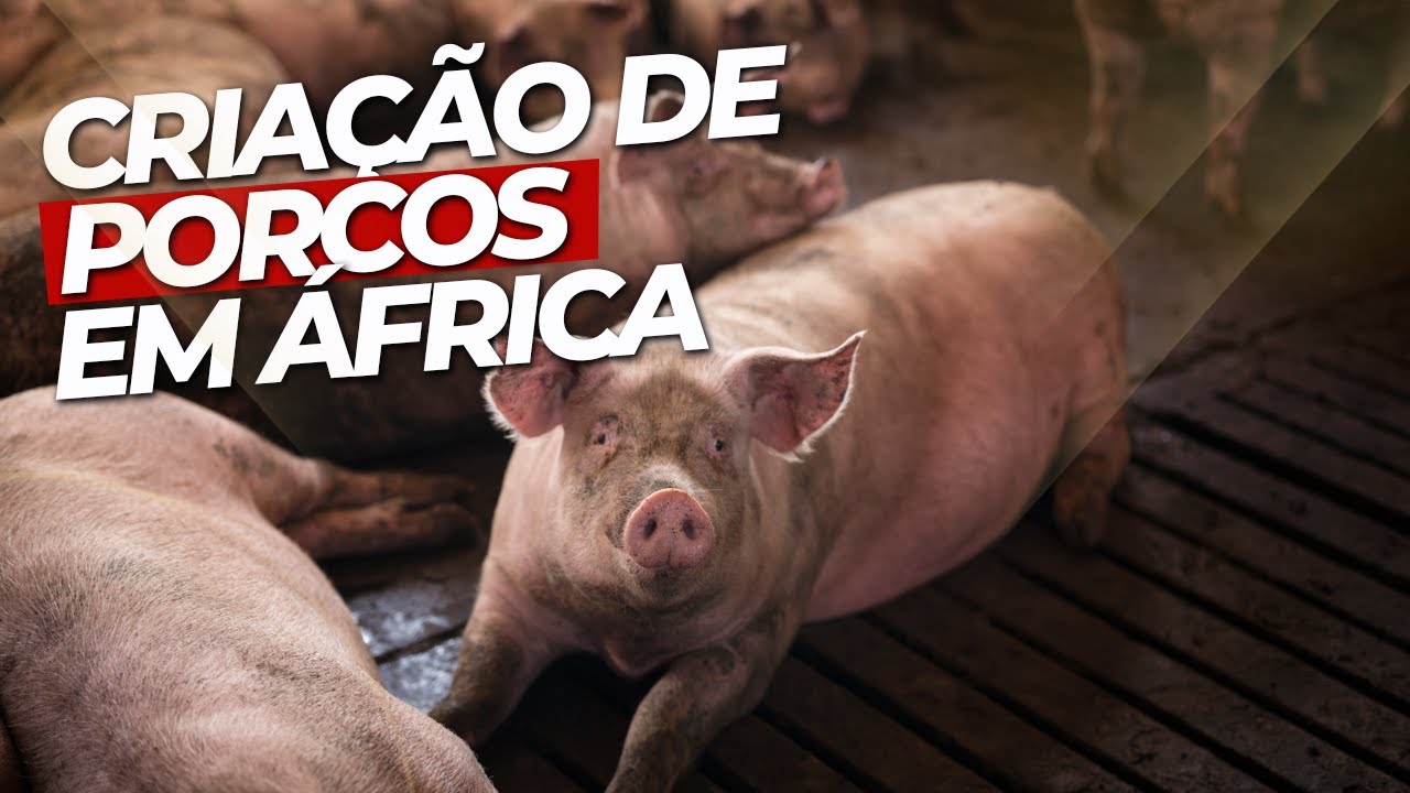 Criação de Porcos em Africa #porco #animais #fazenda - YouTube