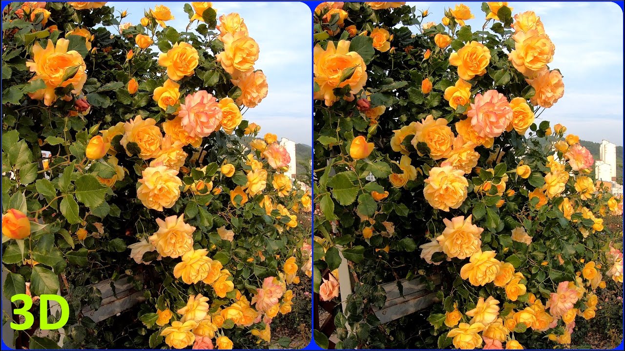 3D video, Rose flower, Stereo 3D video, Stereogram, Magic eye, 3D SBS ...