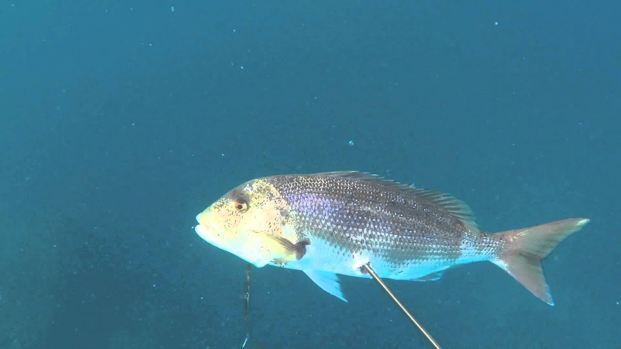 2015-09-18 et 20 dentis et grosse pélamide - YouTube