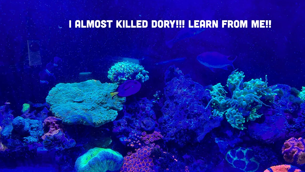 Dory is dead?? Or did I get lucky this time? Learn from me!! - YouTube