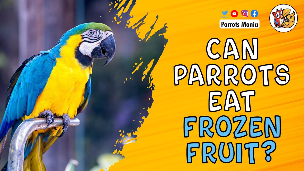 Can parrots eat frozen fruits - YouTube