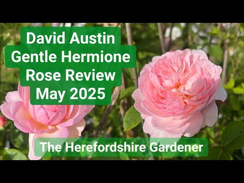 David Austin, Gentle Hermione Rose Review May 2025 - YouTube