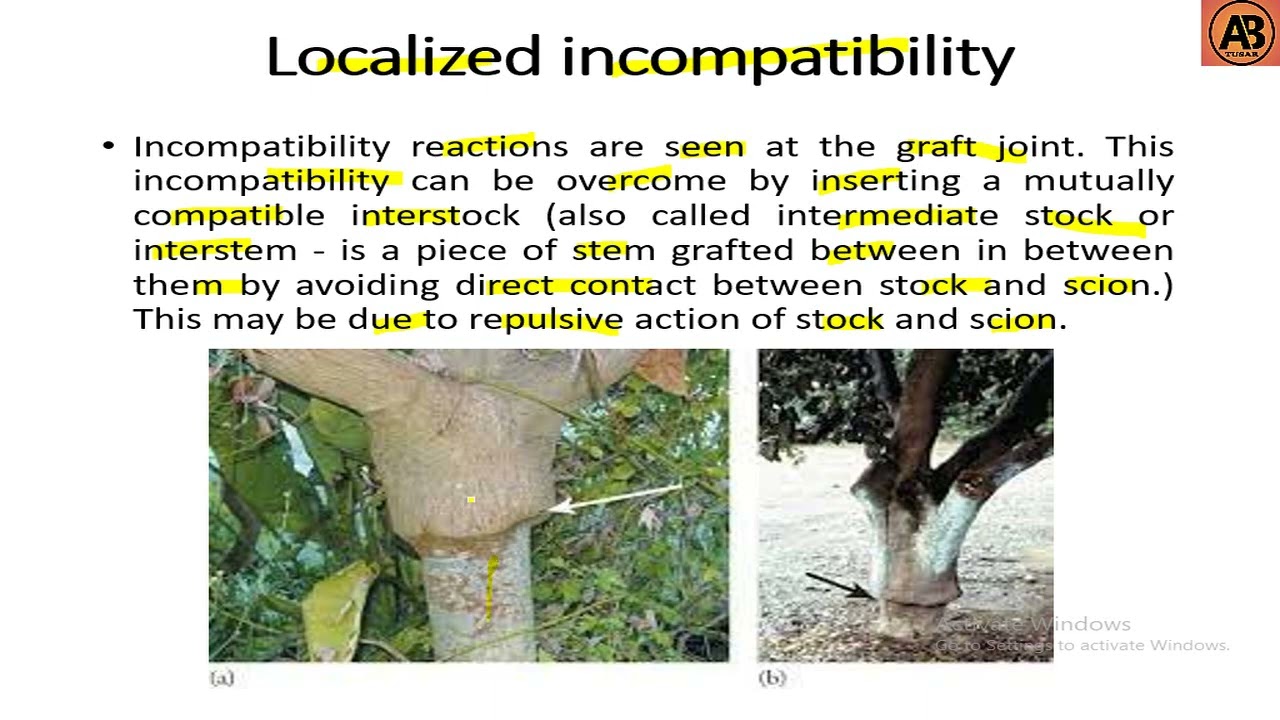 Grafting ।। Grafting Incompatibility ।। Types of Incompatibility ...
