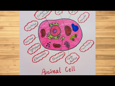 Animal cell drawing easy|animal cell drawing step by step|animal cell ...
