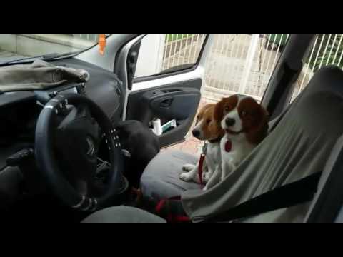 Nikolay köpek eğitimi