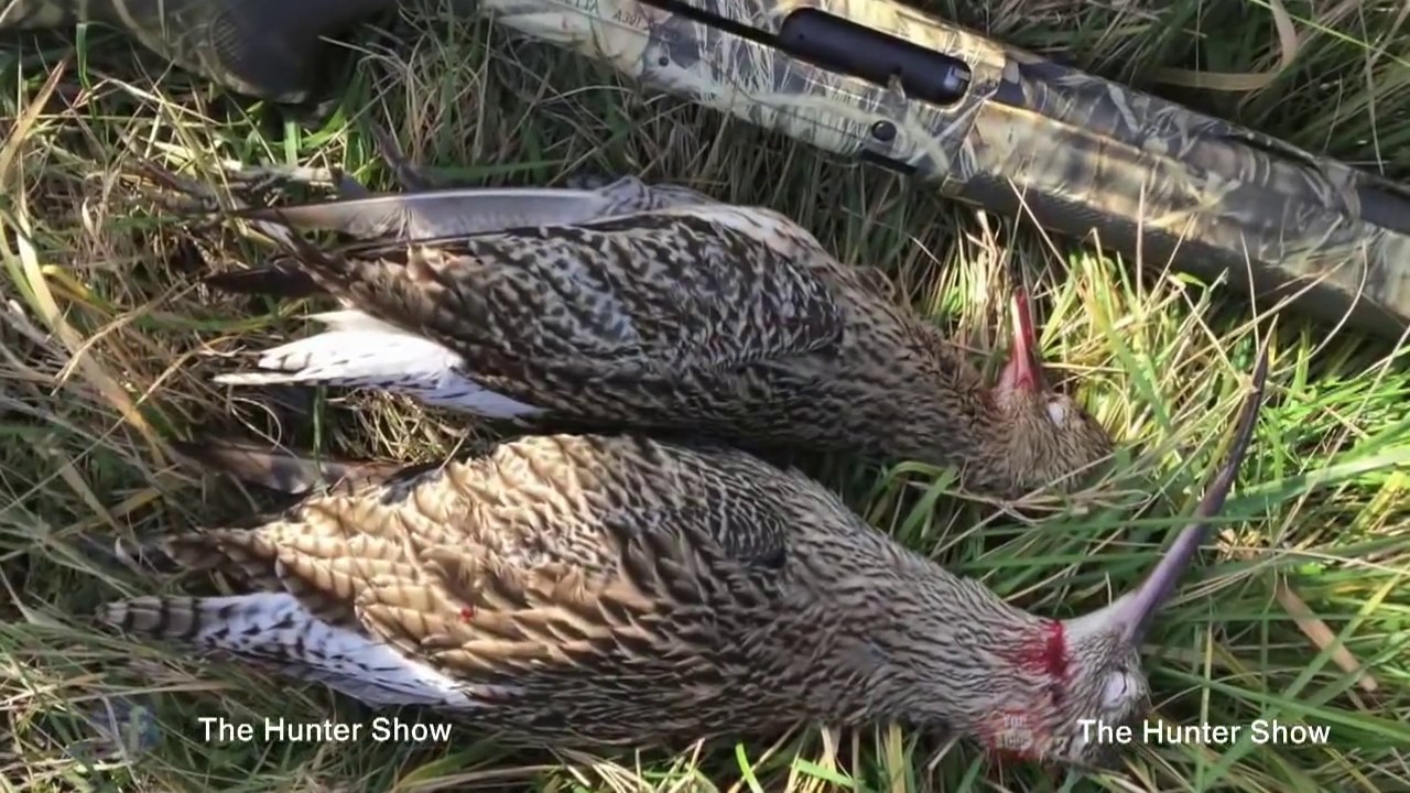 Mallard Duck Hunting 2018 - Chasse De Canard - YouTube