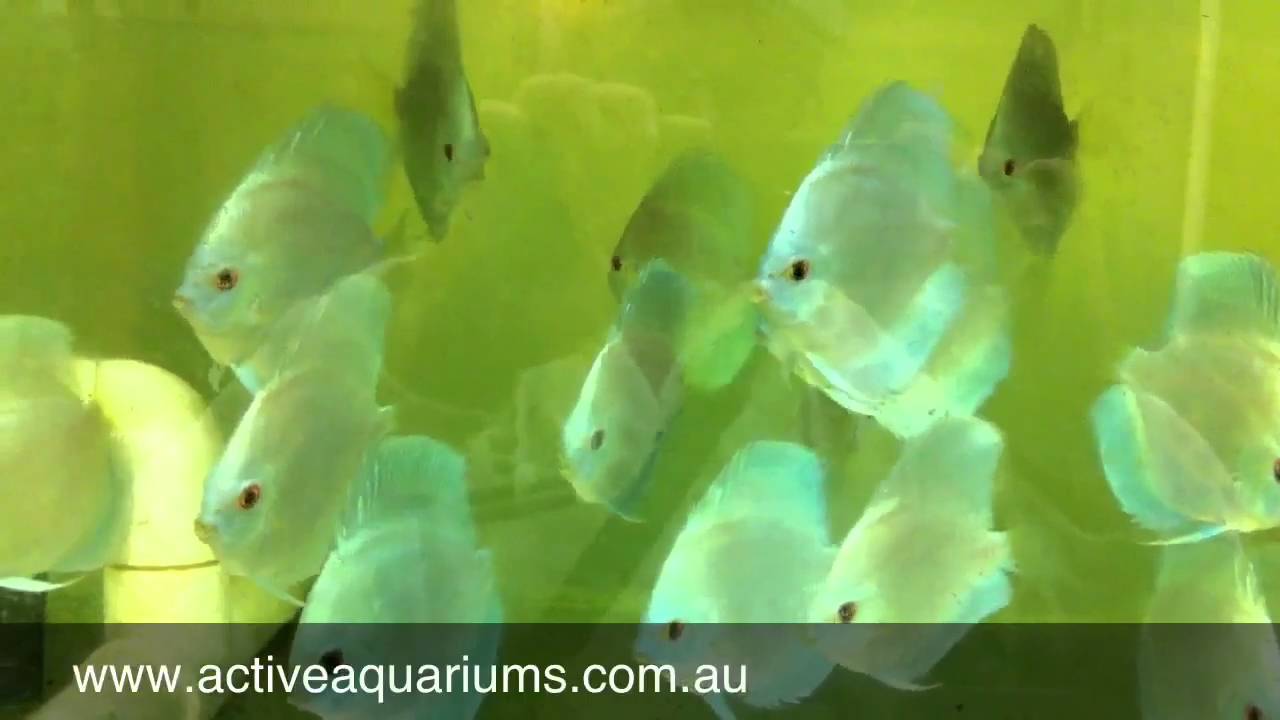 Ocean Green Discus - YouTube