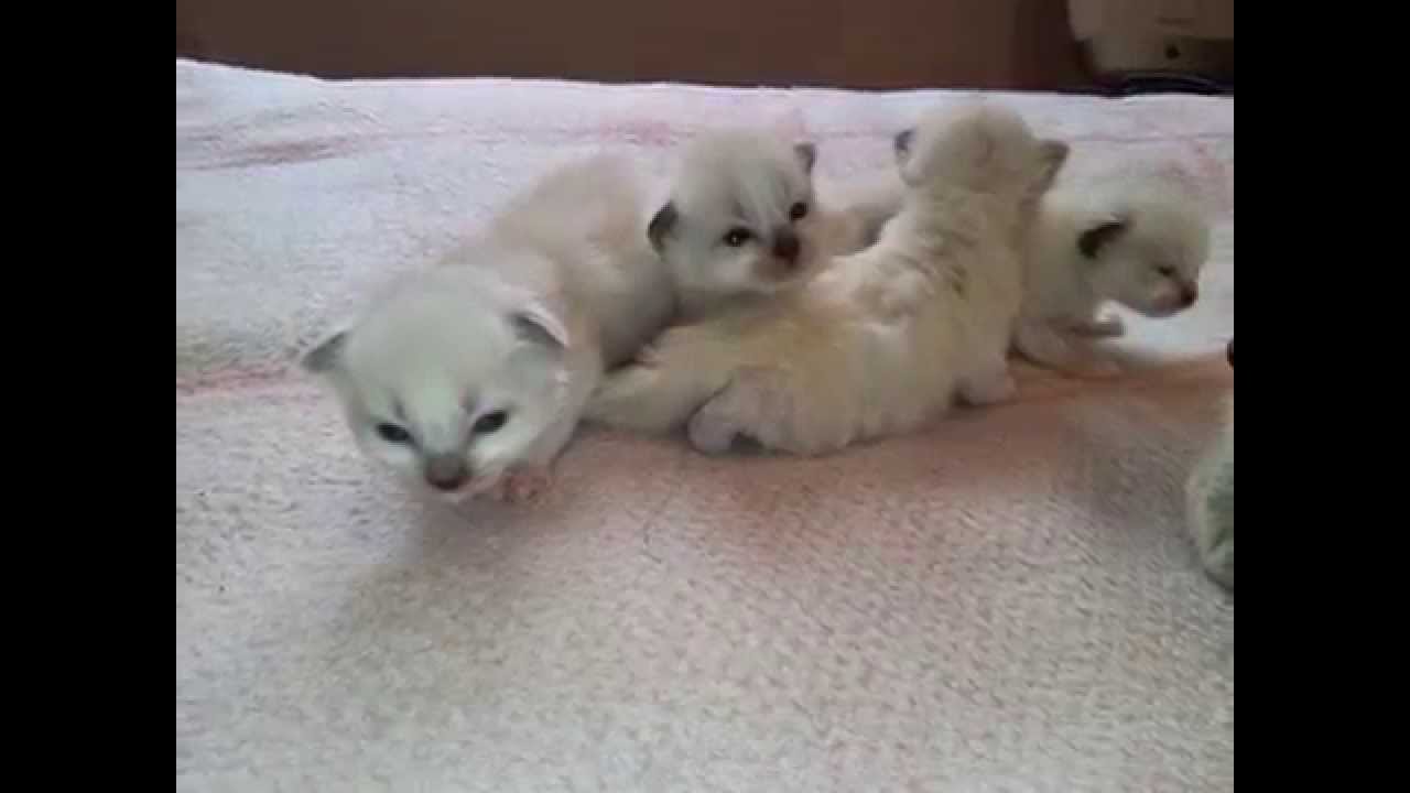 Chatons Sacré de Birmanie de la naissance à un mois - YouTube