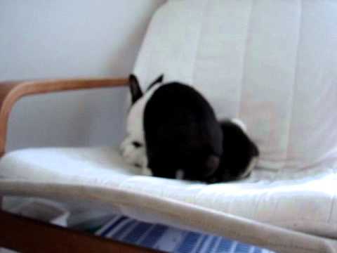 Aggressive rabbit. - YouTube